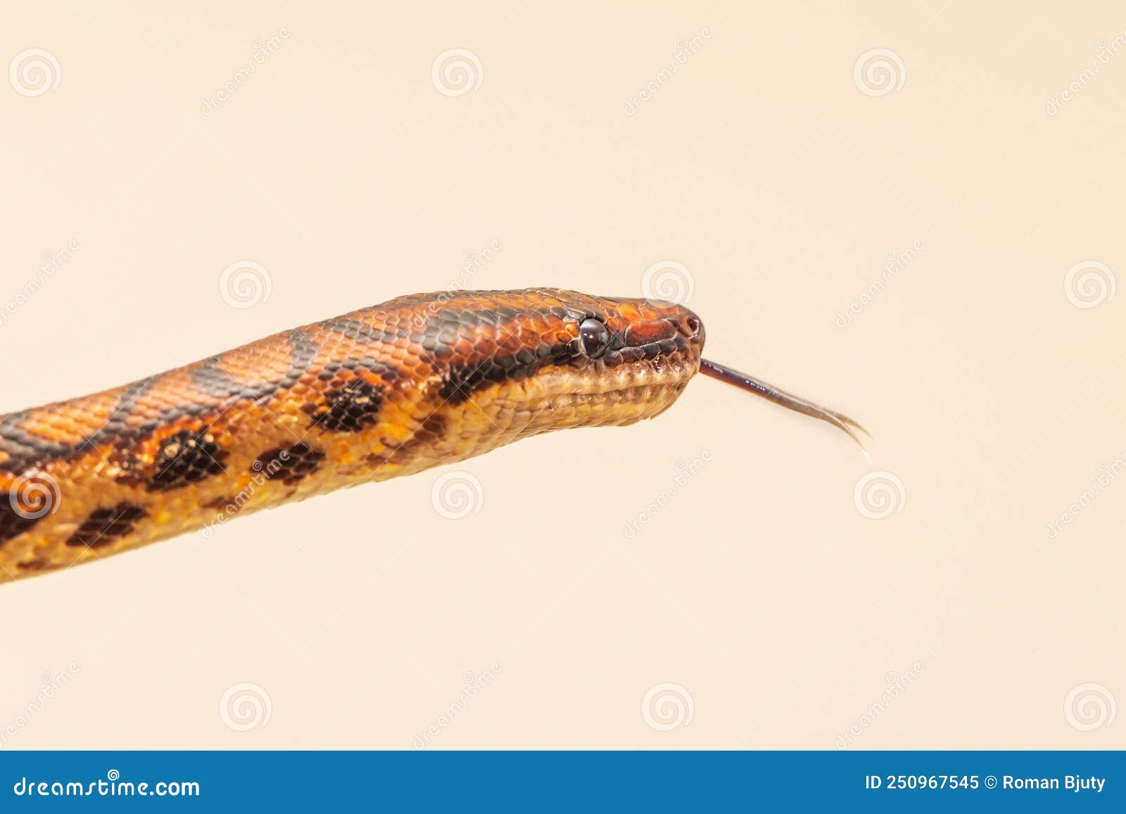 The Colorful Python Snake is Curled into a Ball on a Piece of Wood ...