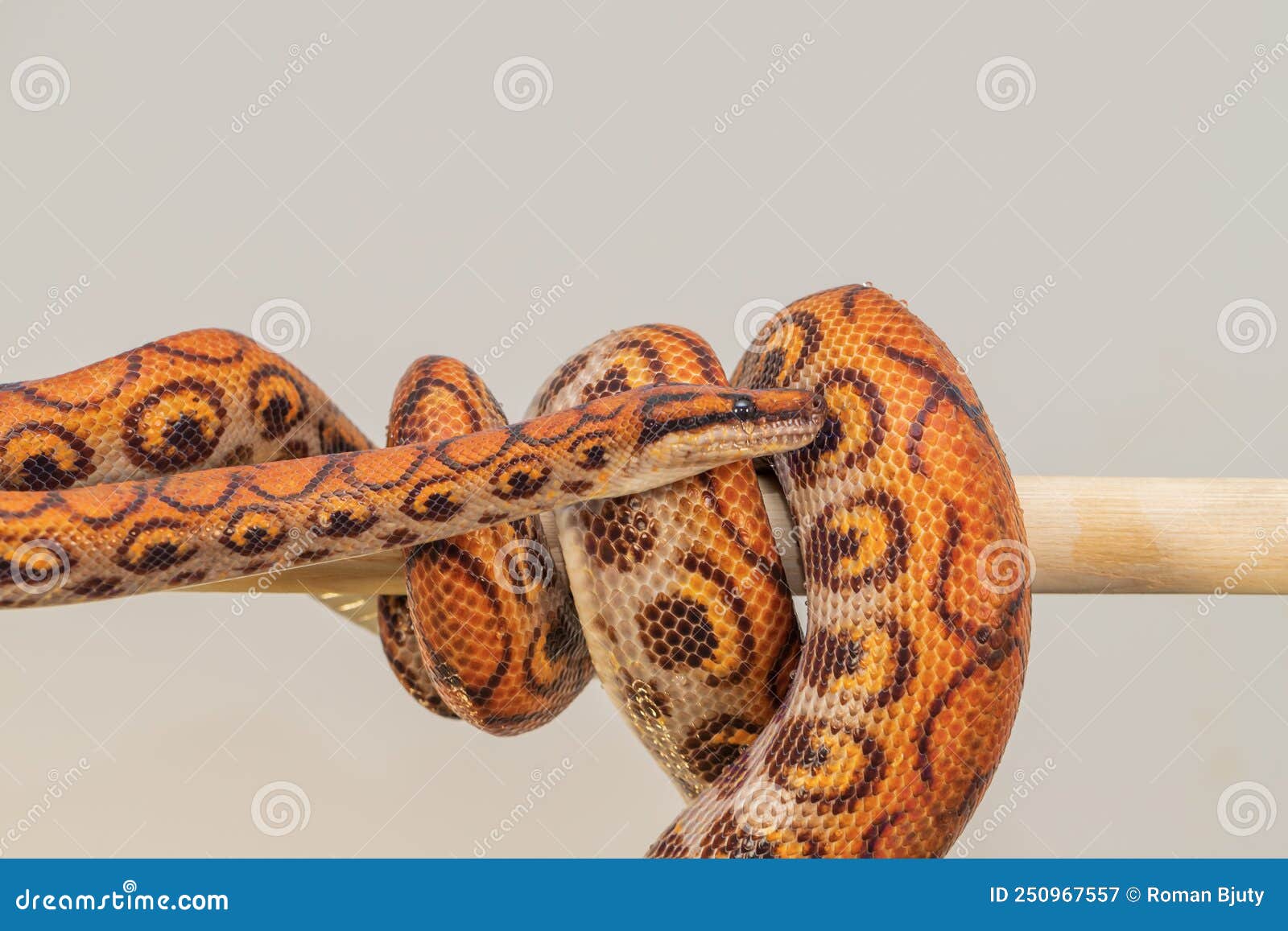 The Colorful Python Snake is Curled into a Ball on a Piece of Wood ...