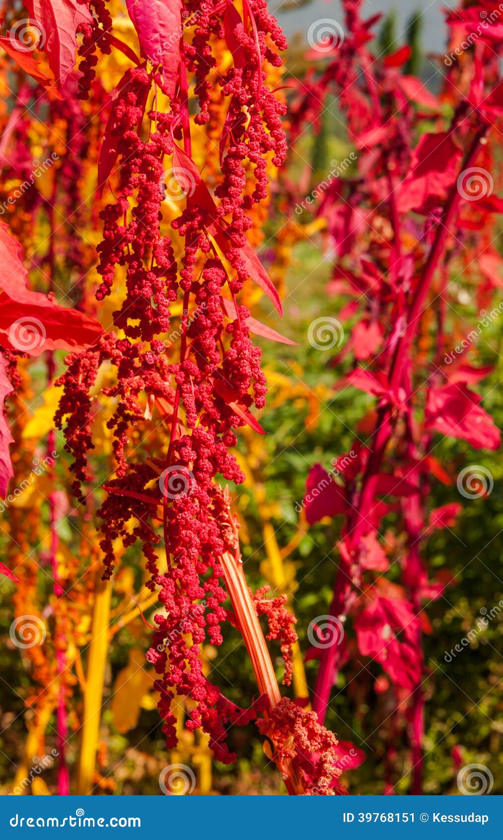The Colorful Quinoa Tree in the Farm Stock Image - Image of healthy ...