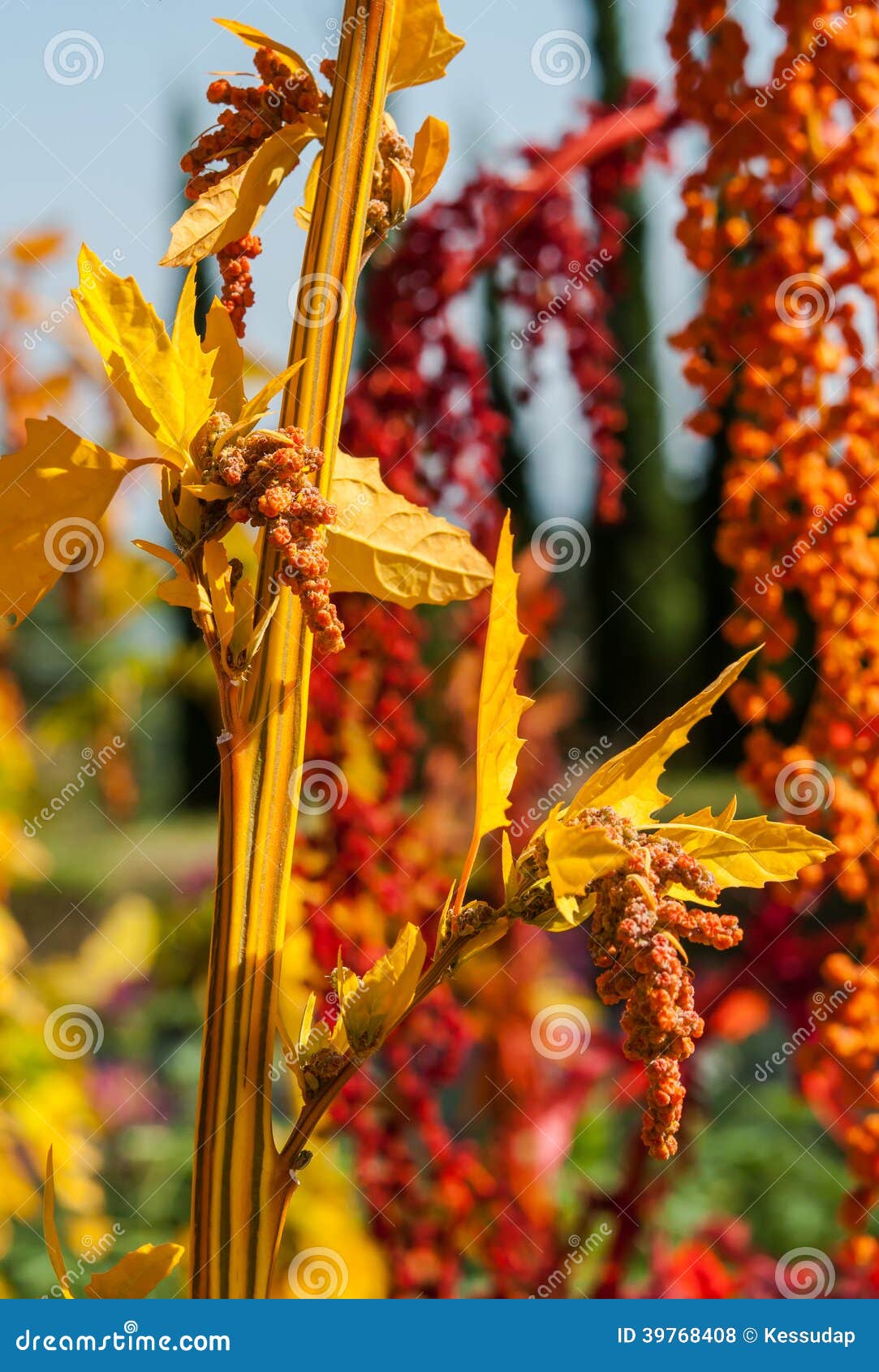 The Colorful Quinoa Tree in the Farm Stock Photo - Image of harvest ...