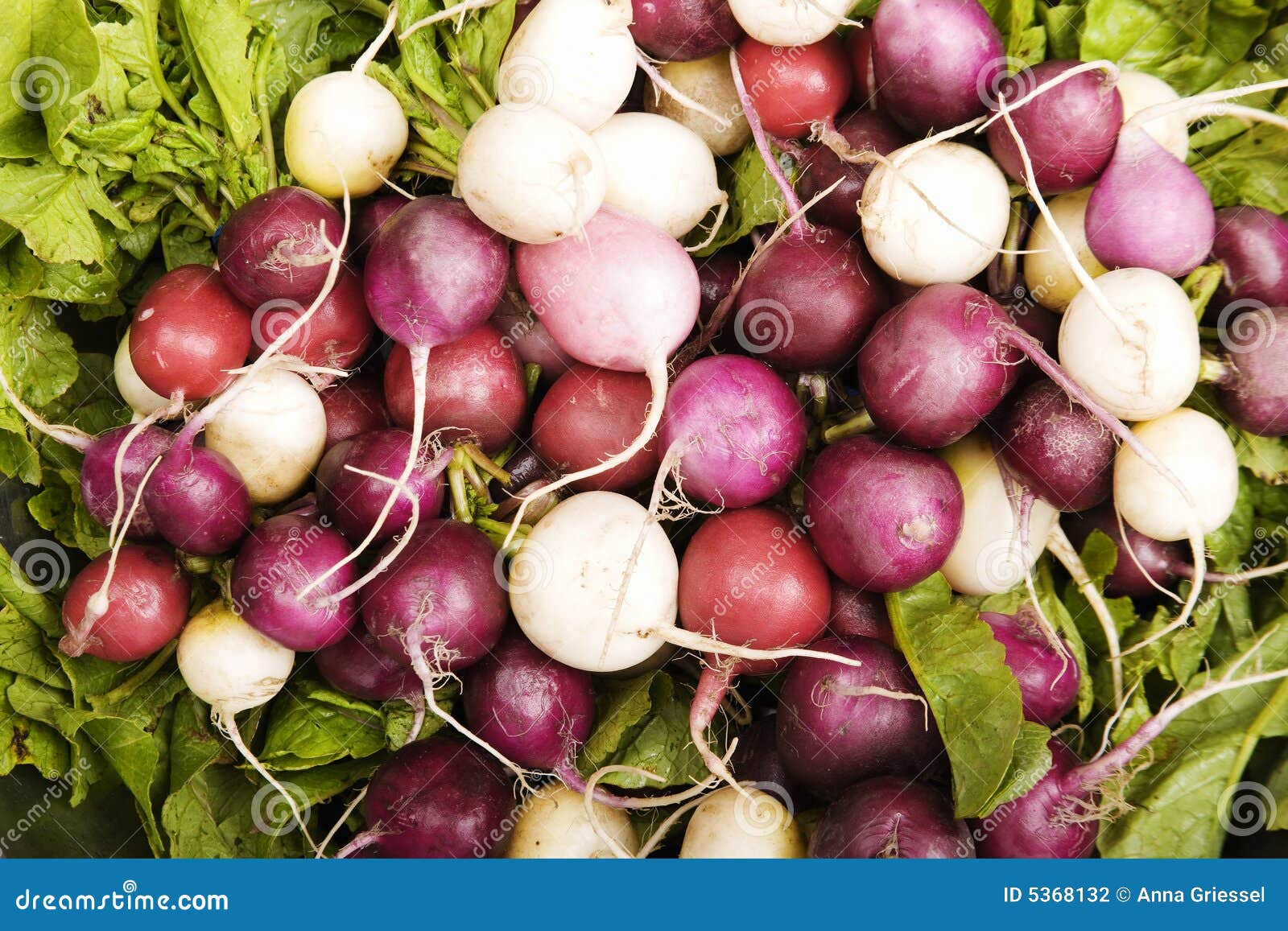 Colorful Radishes stock photo. Image of organic, healthy - 5368132