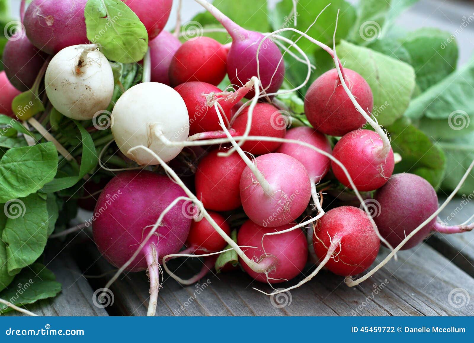 Colorful Radishes Stock Photography | CartoonDealer.com #45459722