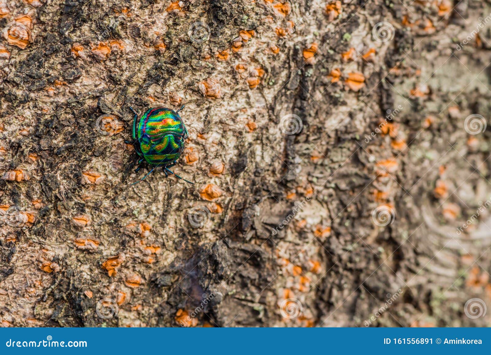 Colorful Rainbow Beetle on Tree Stock Image - Image of wildlife ...