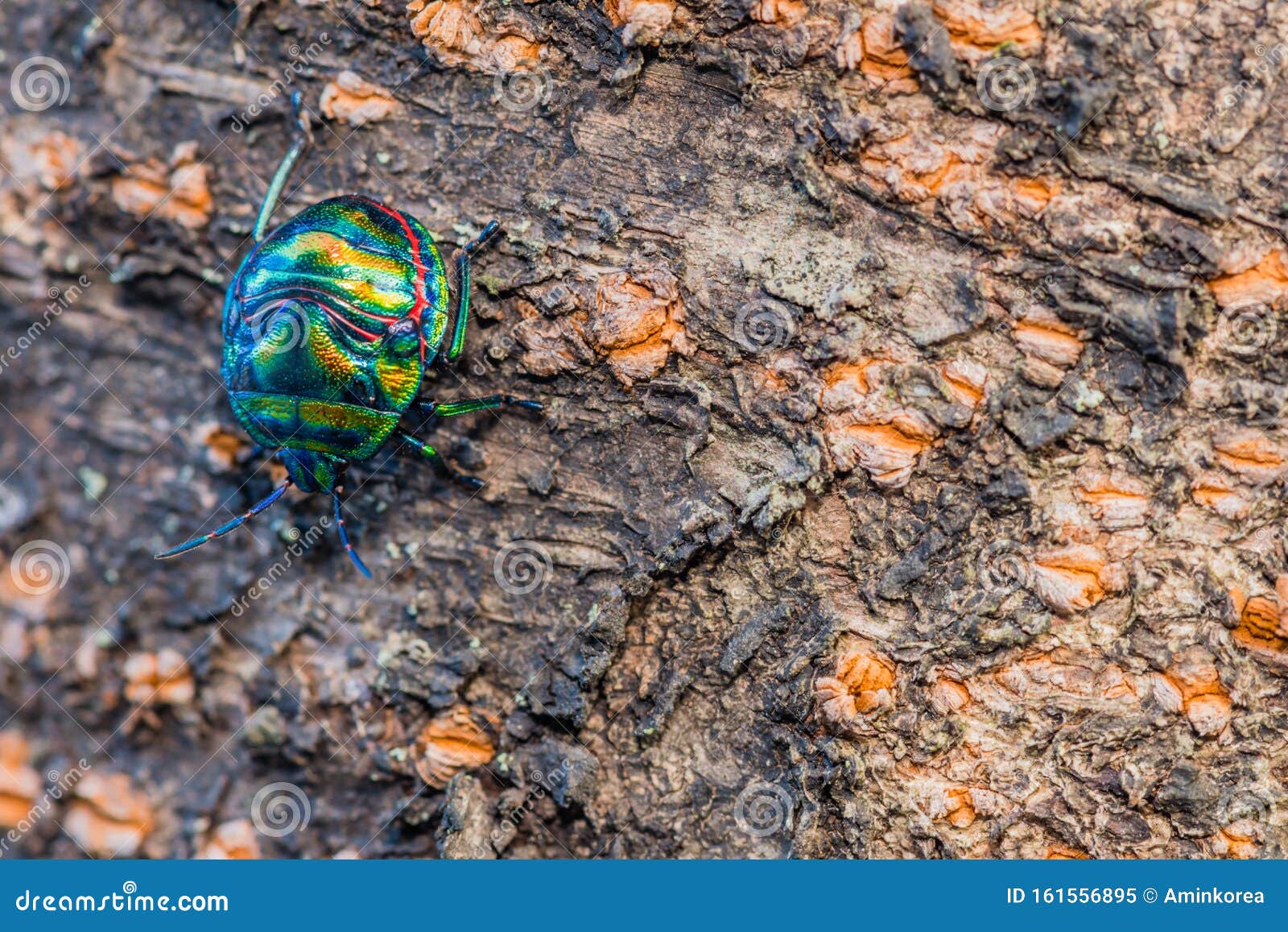 Colorful Rainbow Beetle on Tree Stock Image - Image of anthropology ...