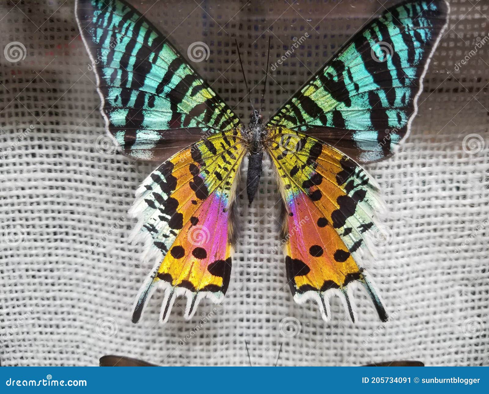 Rainbow Butterfly Isolated On White Stock Photo | CartoonDealer.com ...