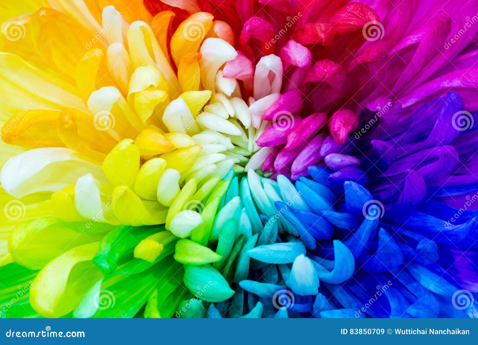 Colorful Rainbow Flower Background Stock Image - Image of petal ...