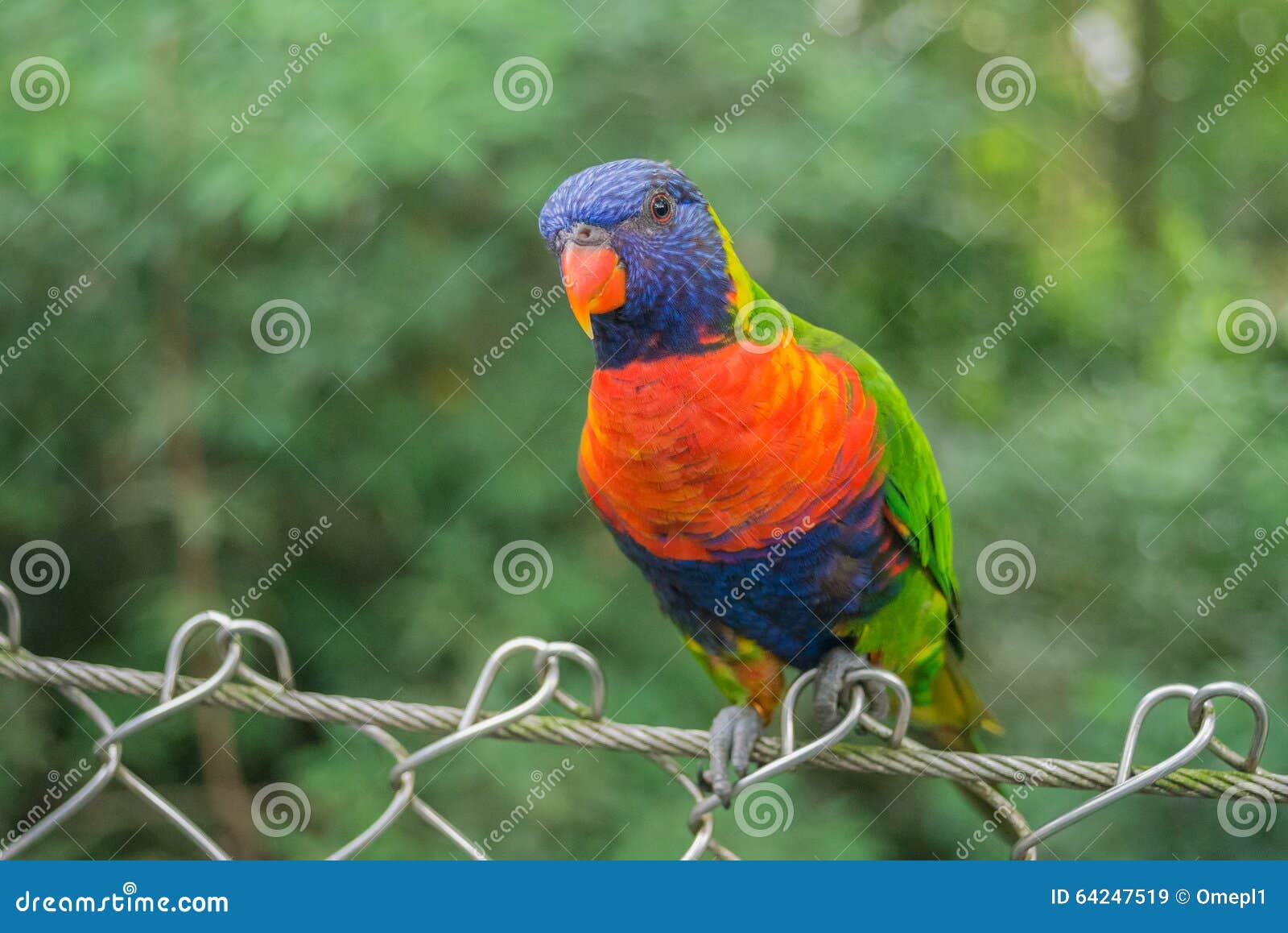 Colorful rainbow lory stock image. Image of lorikeet - 64247519