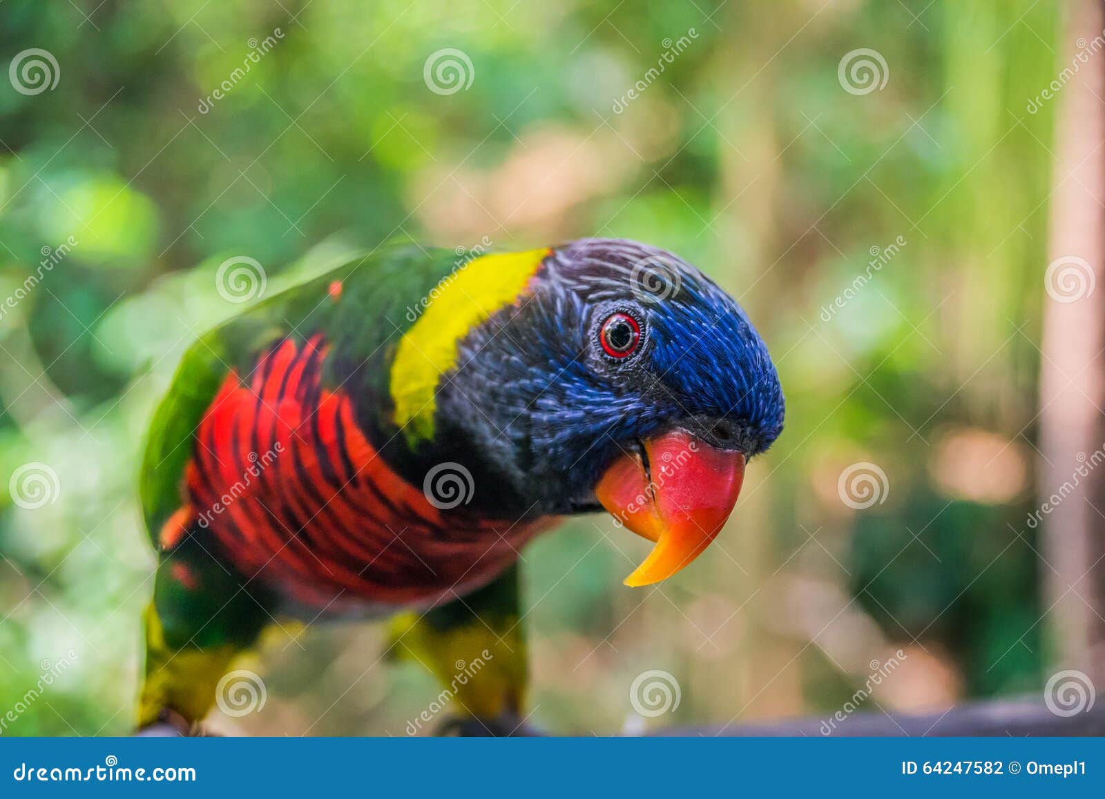 Colorful rainbow lory stock photo. Image of lory, bird - 64247582