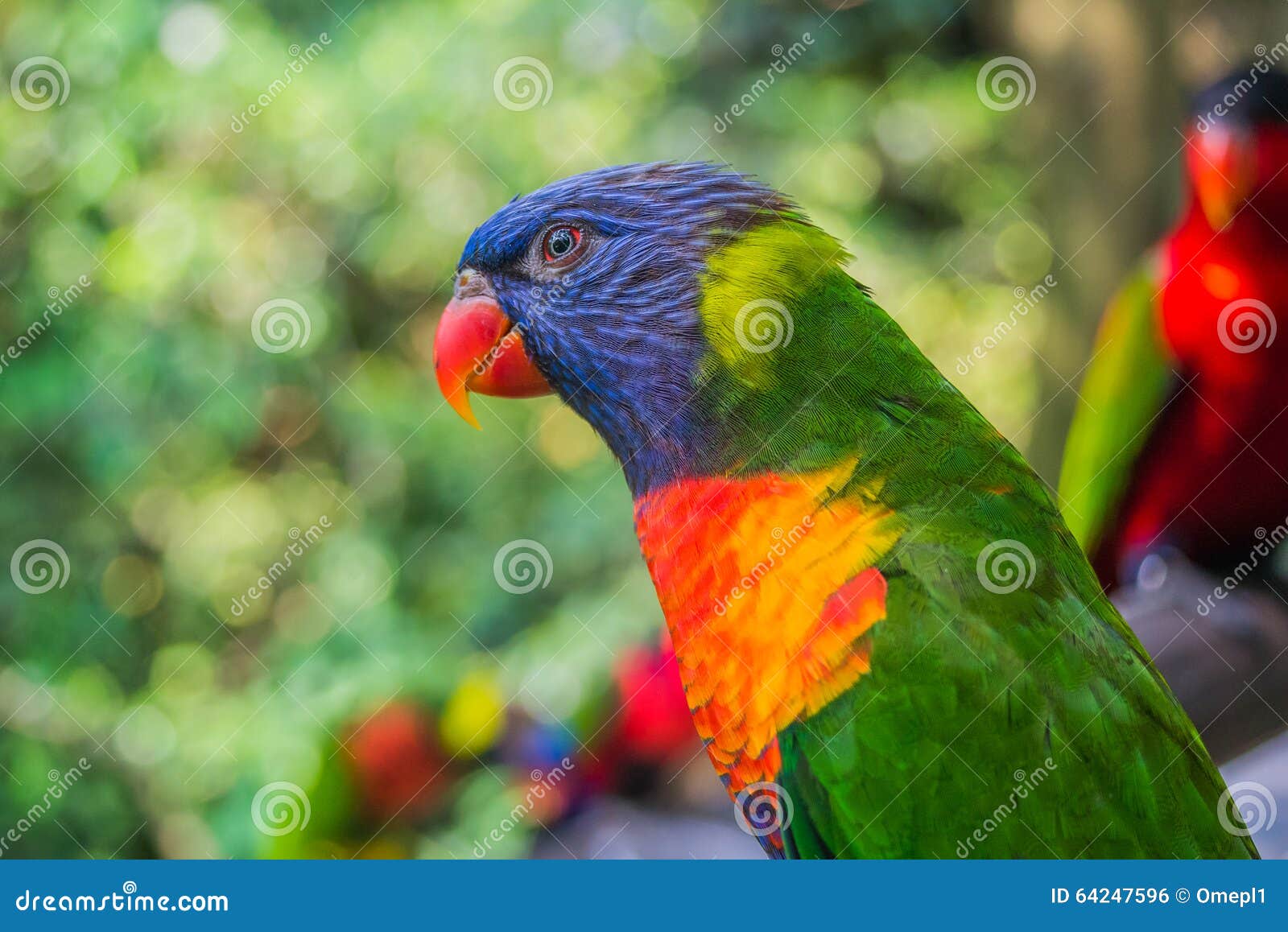 Colorful rainbow lory stock photo. Image of lory, bird - 64247596
