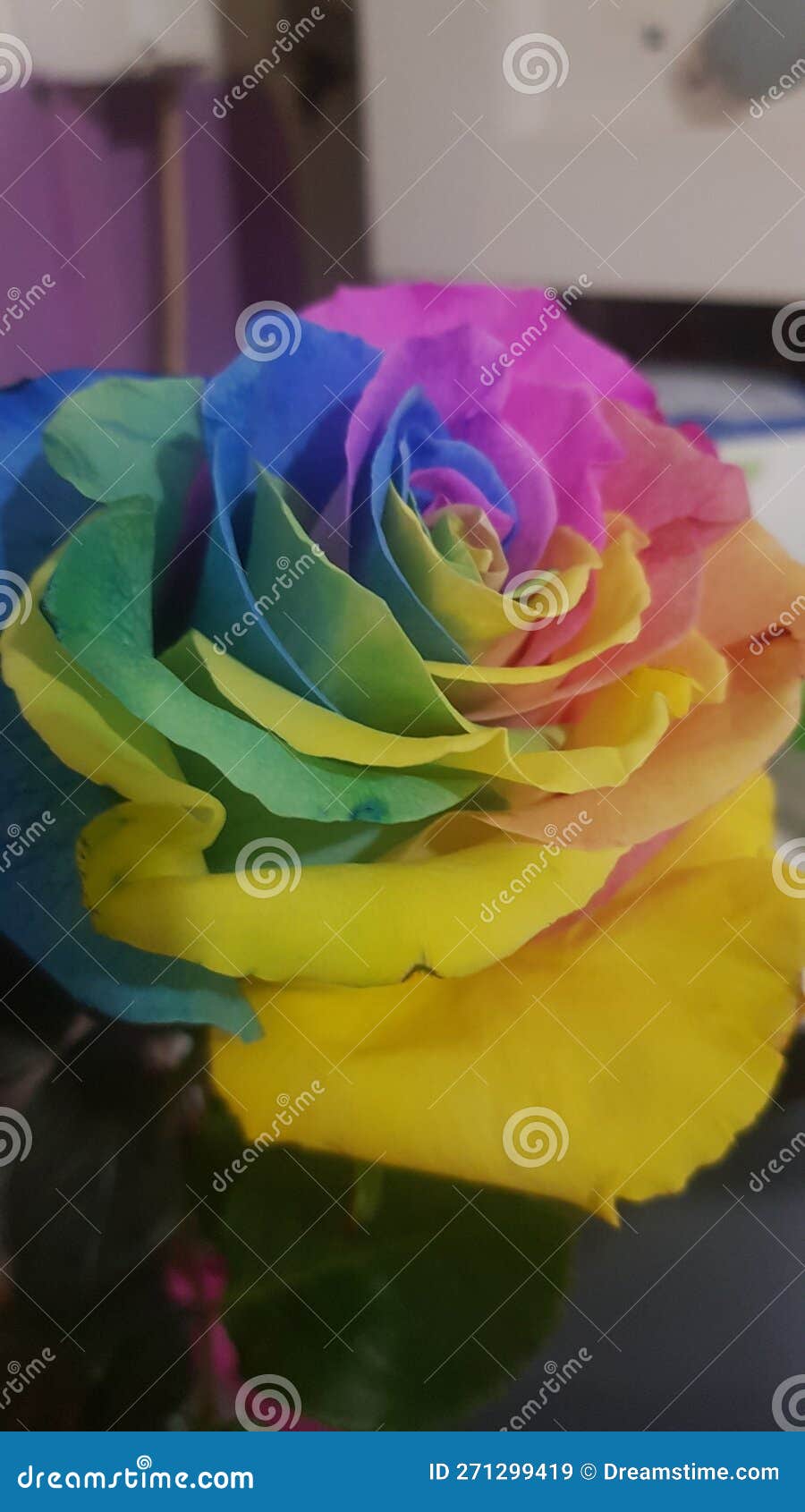Colorful rainbow rose stock image. Image of plant, blossom - 271299419