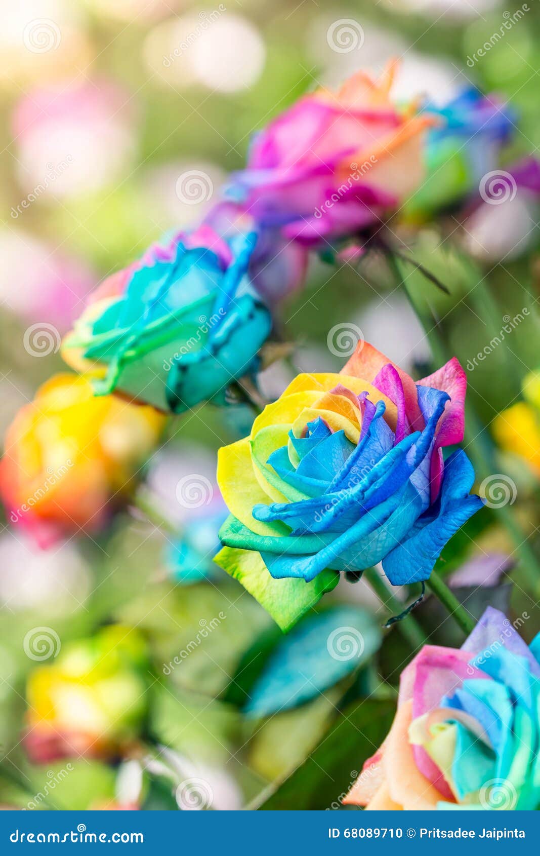 Colorful of Rainbow Roses Flower. Stock Photo - Image of beauty ...