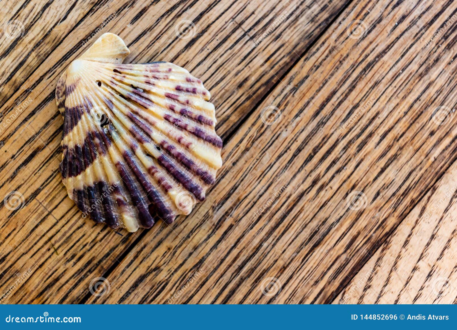 Colorful Rainbow Seashell on Rustic Wood Background Stock Photo - Image ...