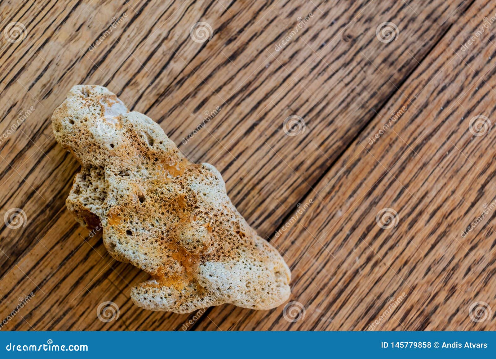 Colorful Rainbow Seashell on Rustic Wood Background Stock Photo - Image ...