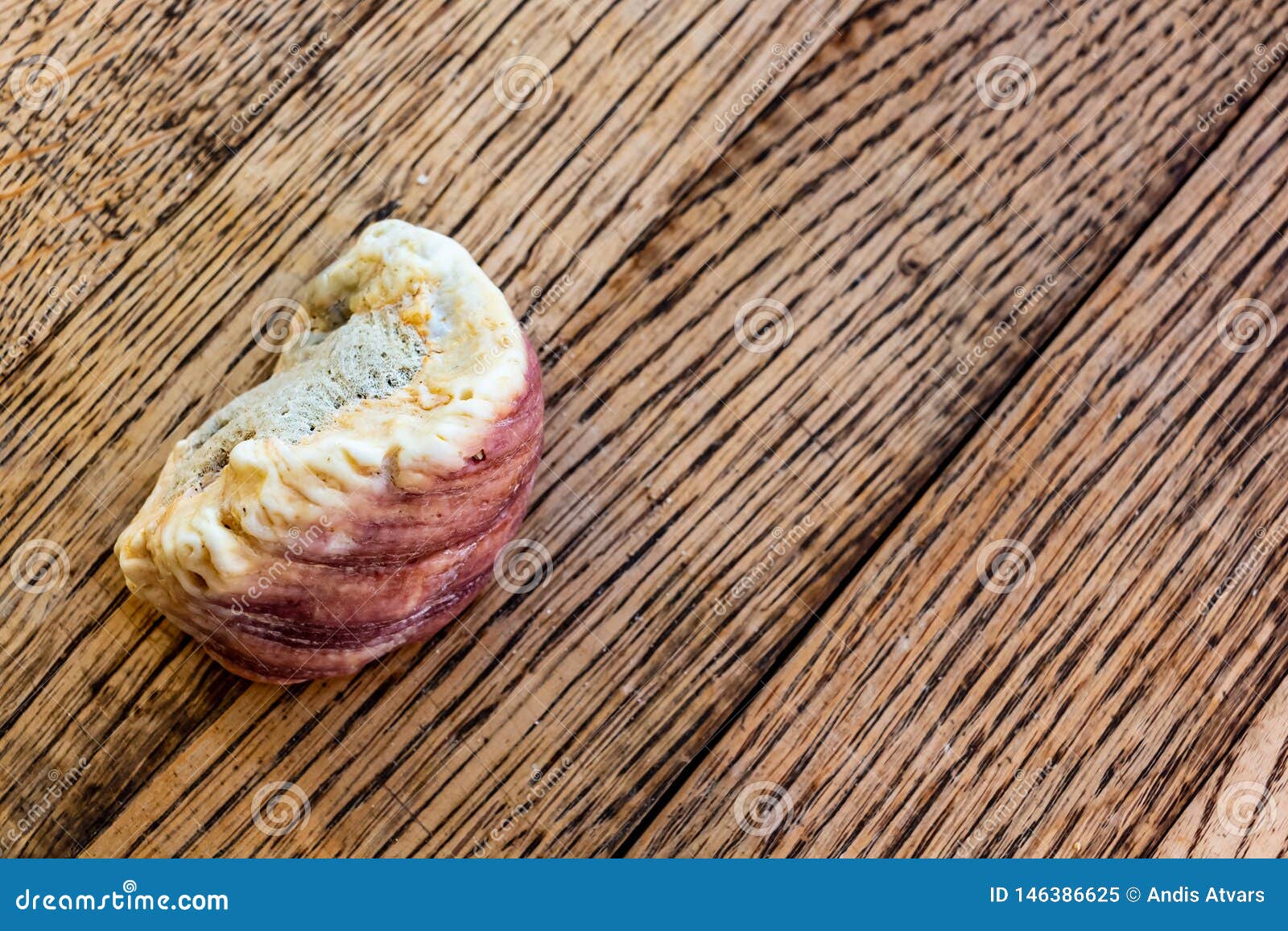 Colorful Rainbow Seashell on Rustic Wood Background Stock Image - Image ...