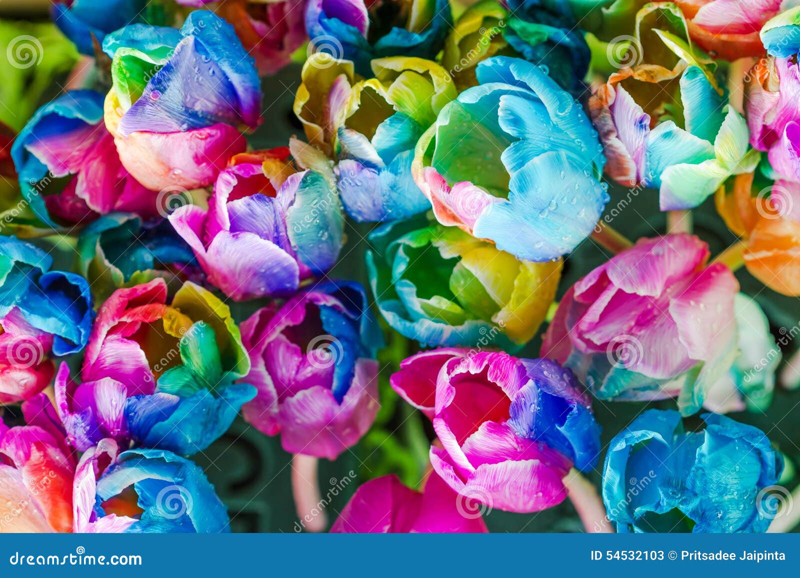 Colorful of Rainbow Tulips Flower Stock Image - Image of flower ...