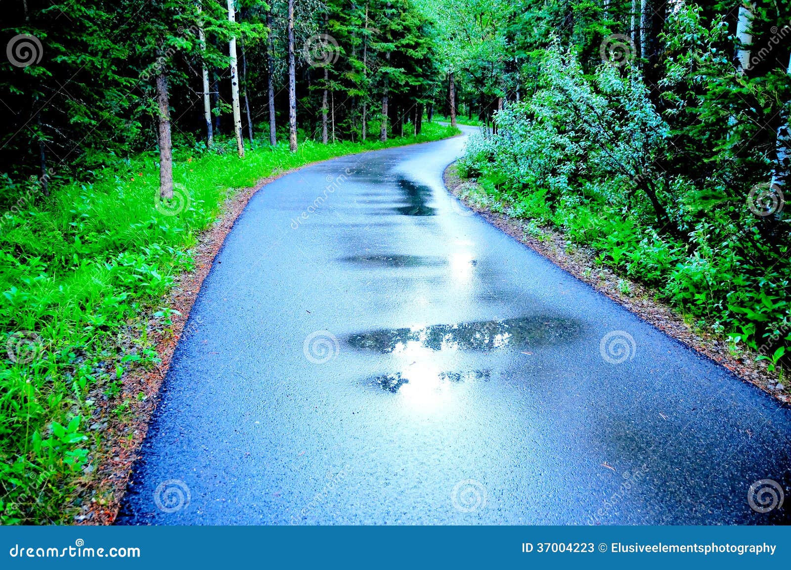 Colorful rainy path stock image. Image of forest, rain - 37004223