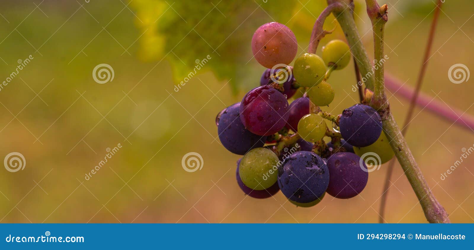Colorful Raisin in a Vinyard Stock Photo - Image of fruity, green ...