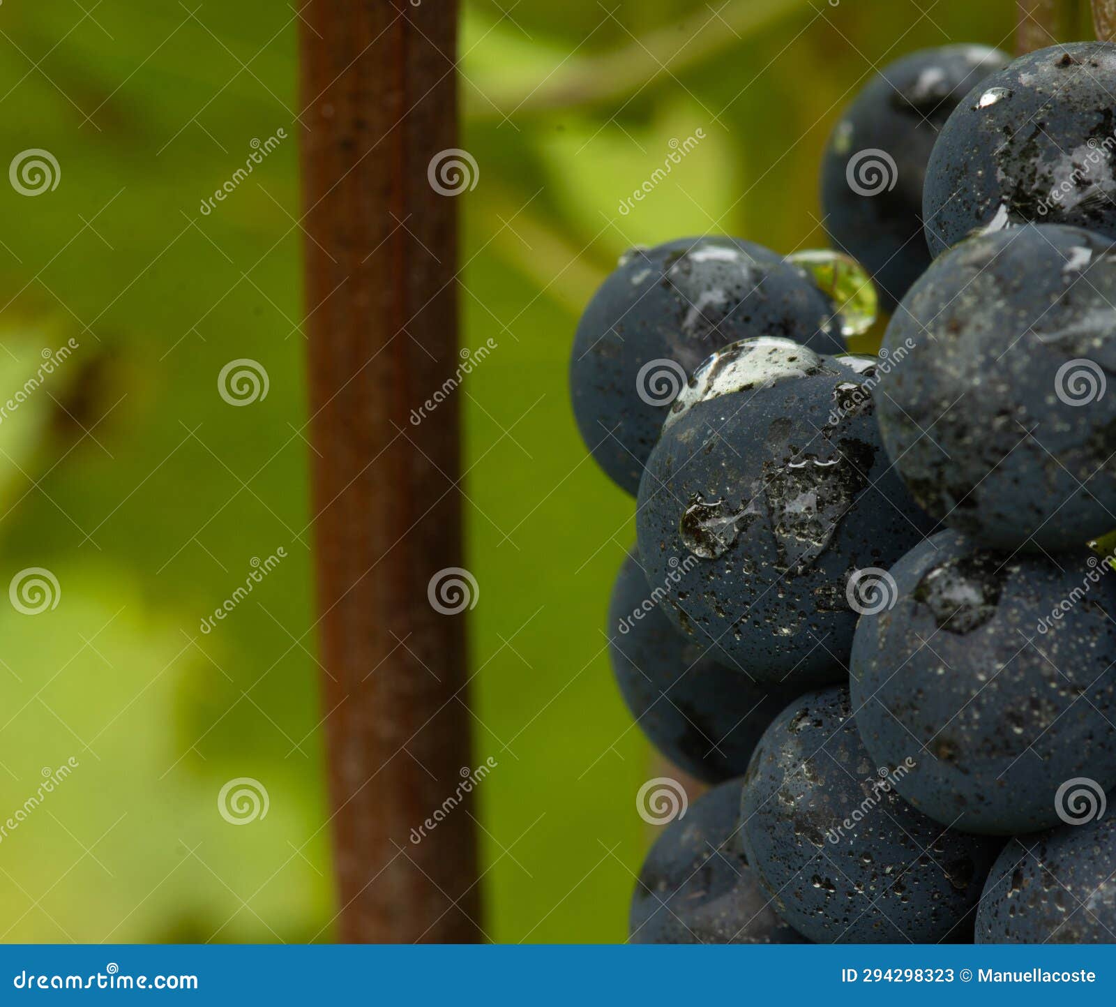 Colorful Raisin in a Vinyard Stock Image - Image of grape, garden ...