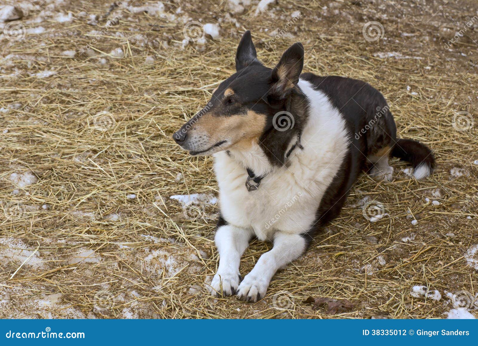 Colorful Ranch Dog Resting on Hay Ground Stock Photo - Image of straw ...