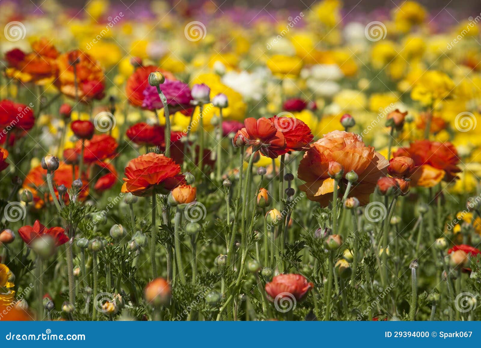 Colorful Ranunculus Flower Field Stock Photo - Image of growth, flowers ...