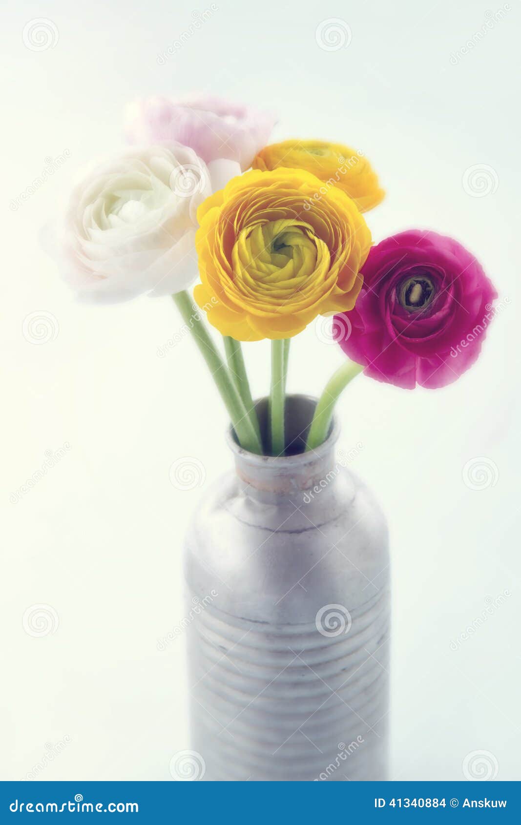 Colorful Ranunculus Flowers3 Stock Photo - Image of soft, buttercup ...