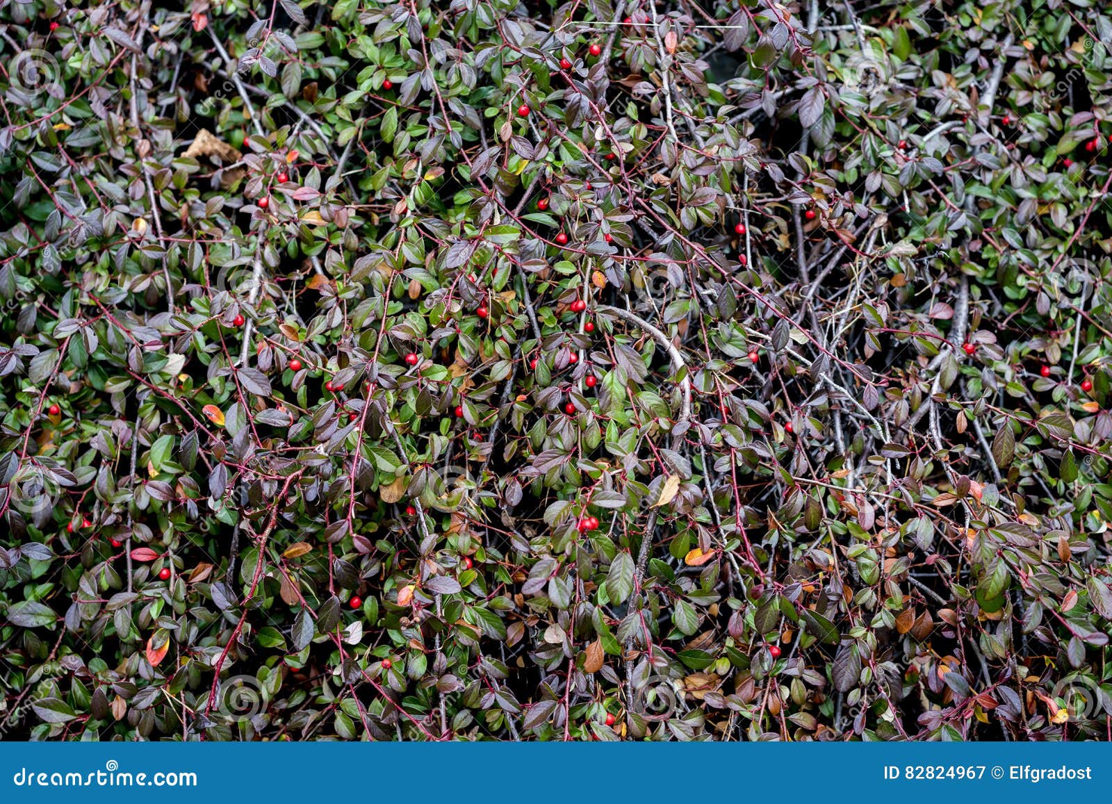 Colorful Red Autumn Cotoneaster Berries Stock Image - Image of brier ...