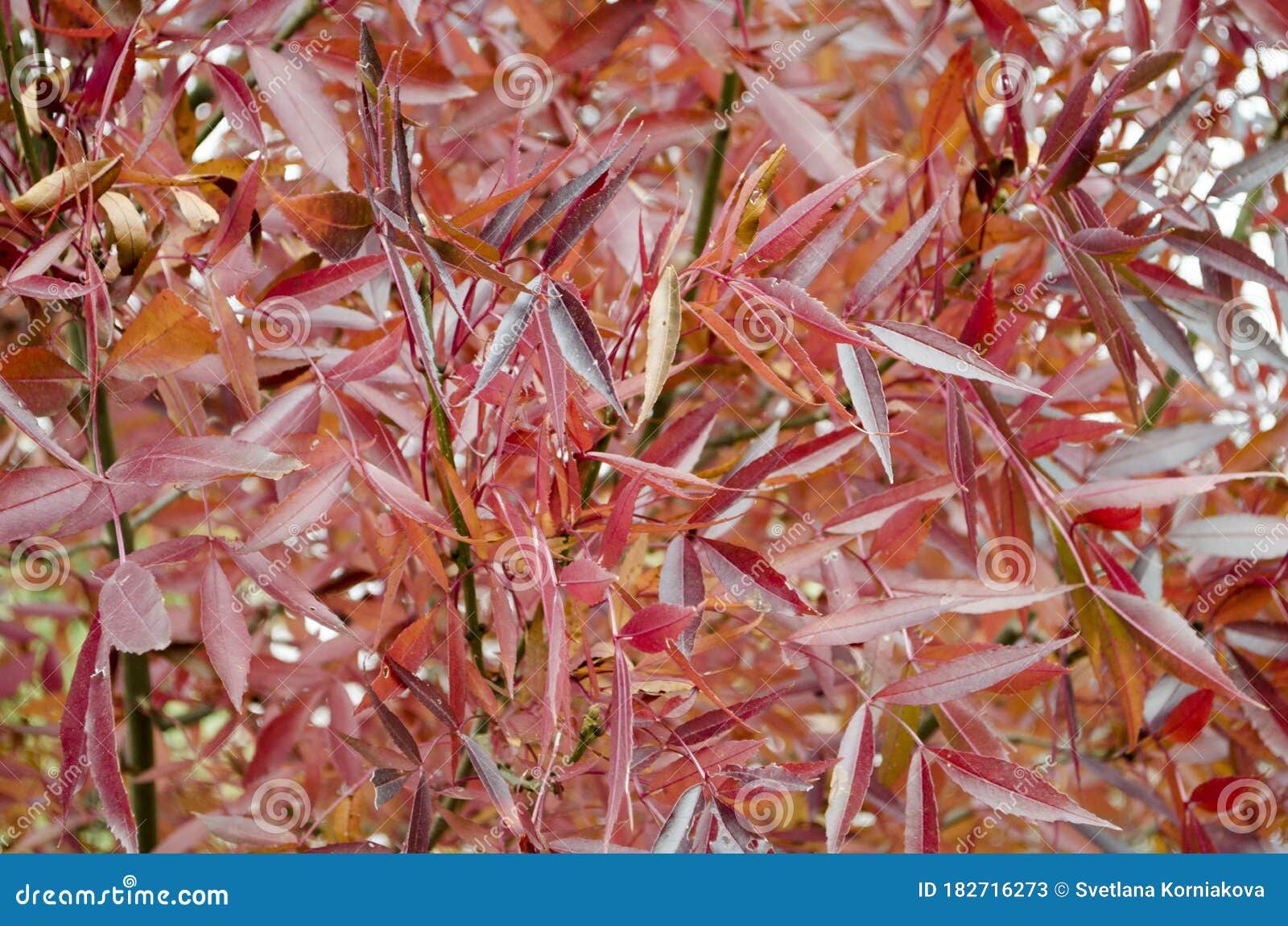 Colorful Red Autumn Leaves on the Tree Stock Image - Image of outdoors ...