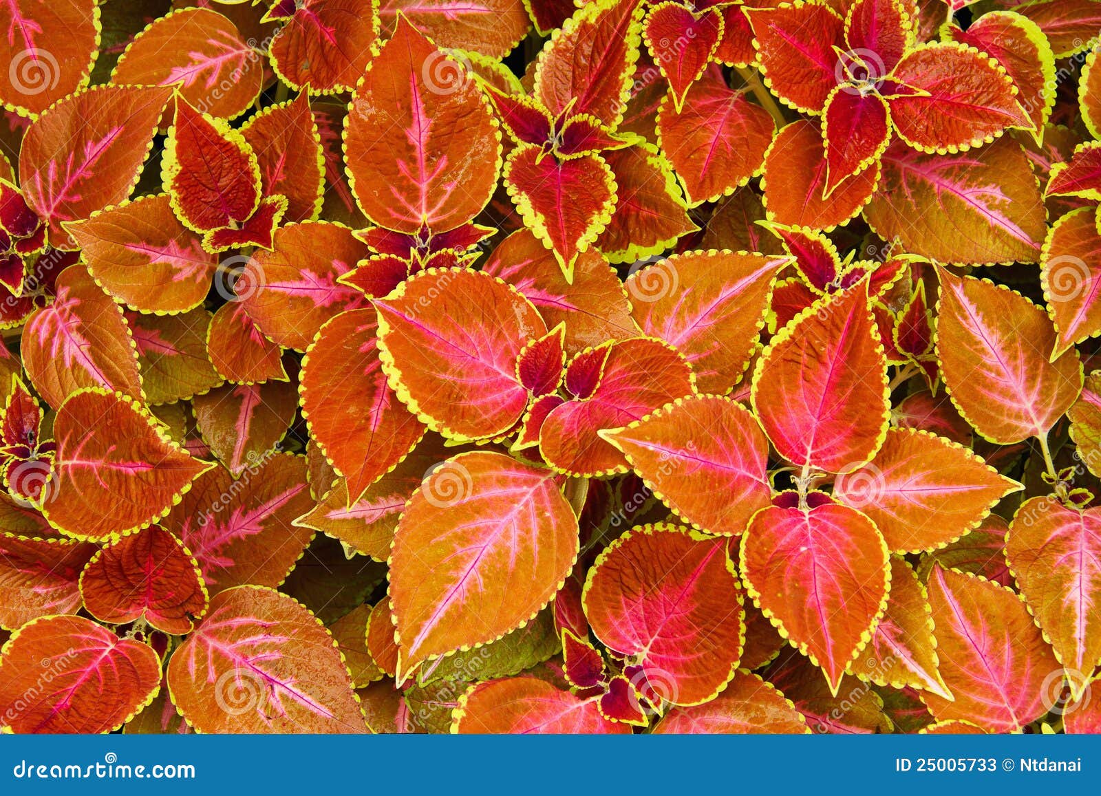 Colorful red Coleus stock image. Image of colorful, tropics - 25005733