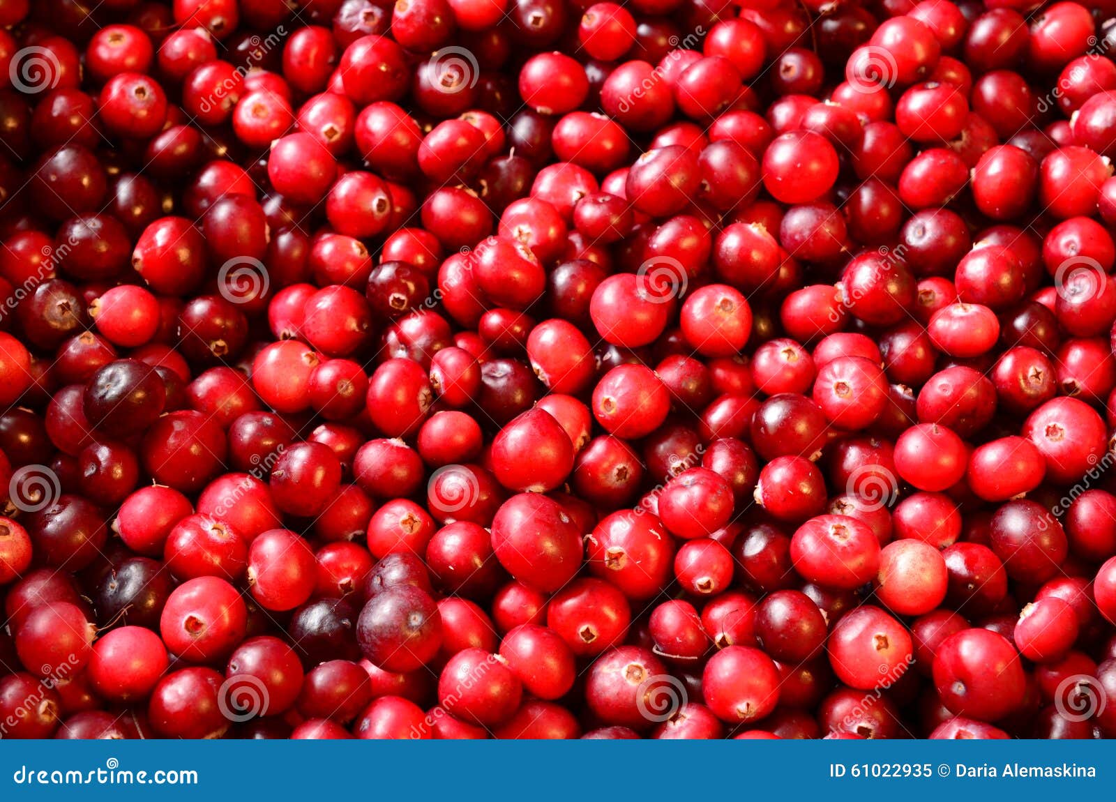 Colorful Red Cranberries Background Lying on the Surface Stock Image ...