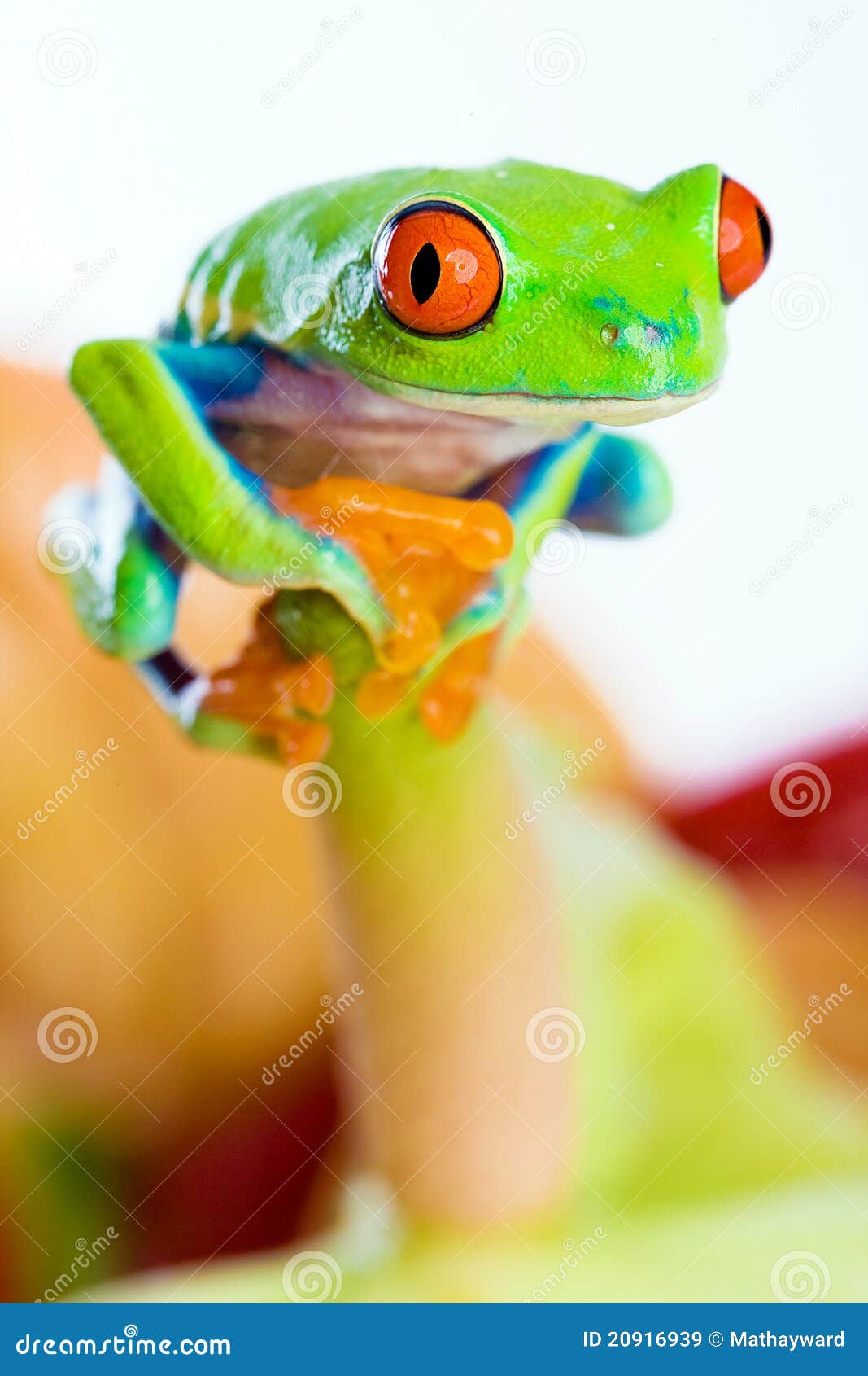 Colorful Red Eyed Tree Frog Stock Image - Image of stamen, flamingo ...