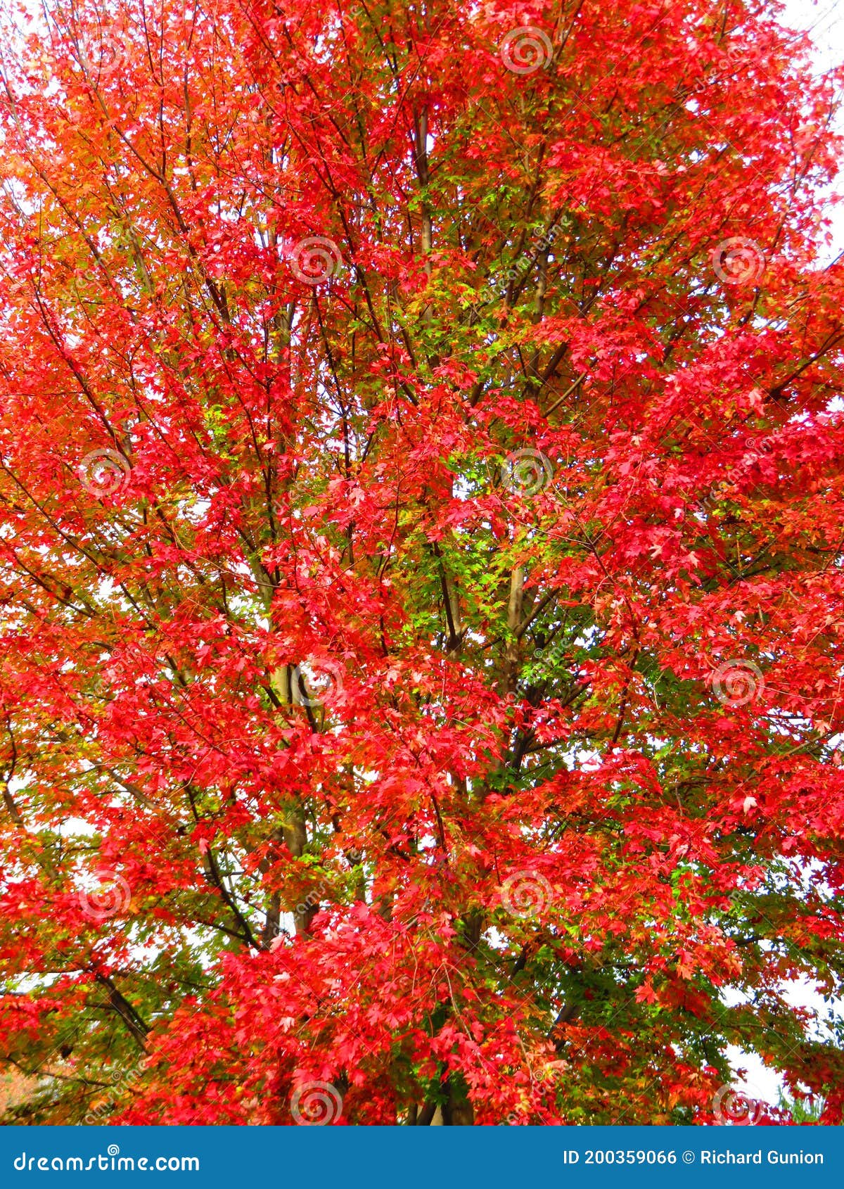 Colorful Red Fall Foliage in October Stock Photo - Image of seasonal ...