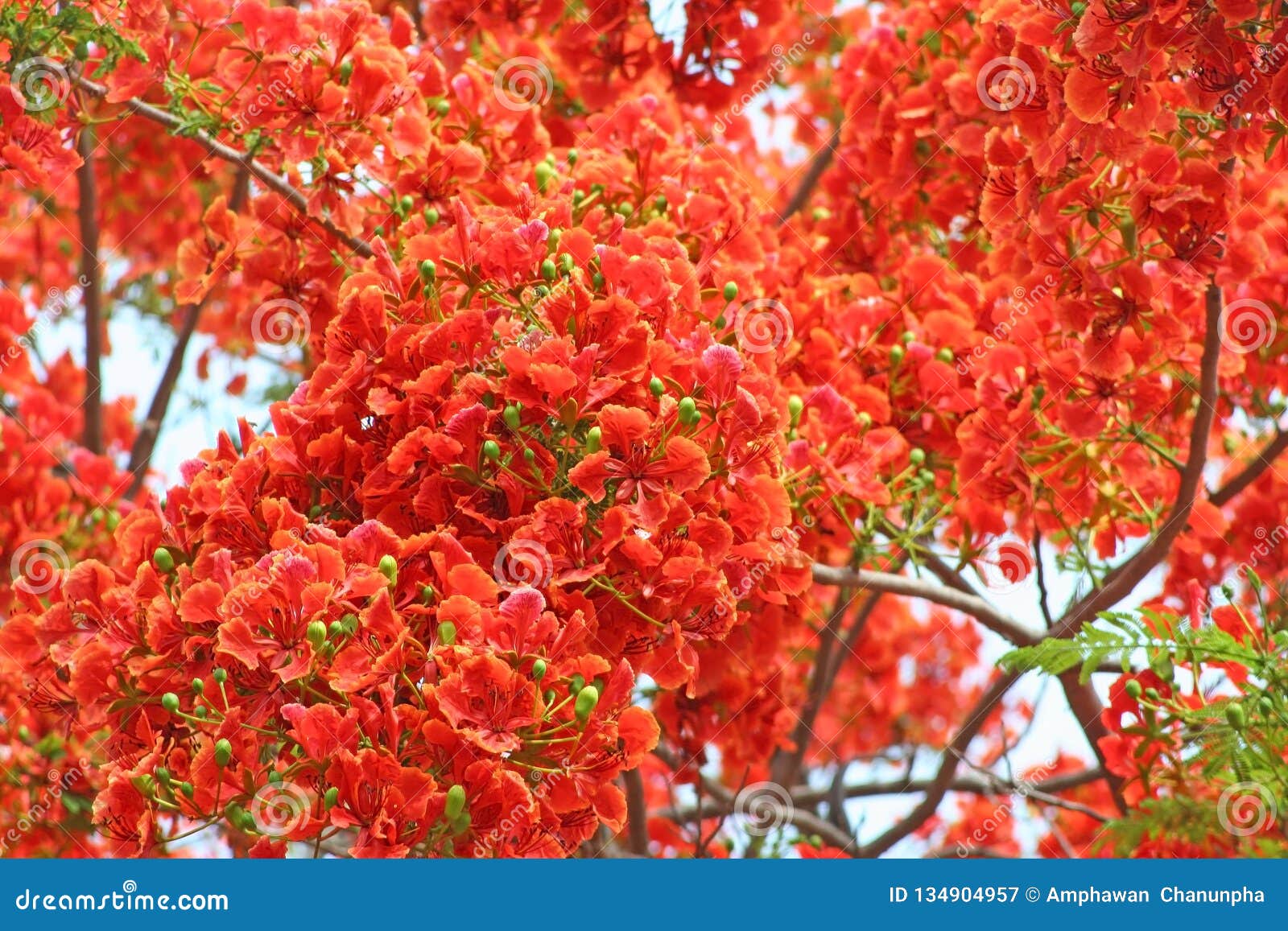 Colorful Red Flowers Blooming,the Flame Tree Stock Image - Image of ...