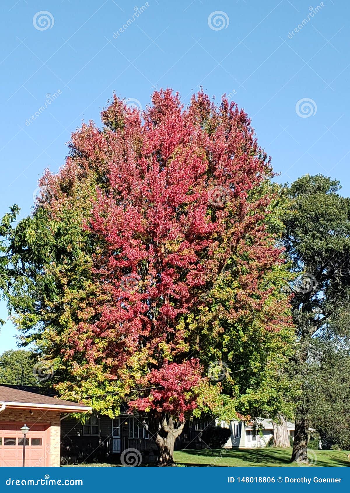 Colorful Red and Green Fall Tree Stock Photo - Image of colorful, tree ...