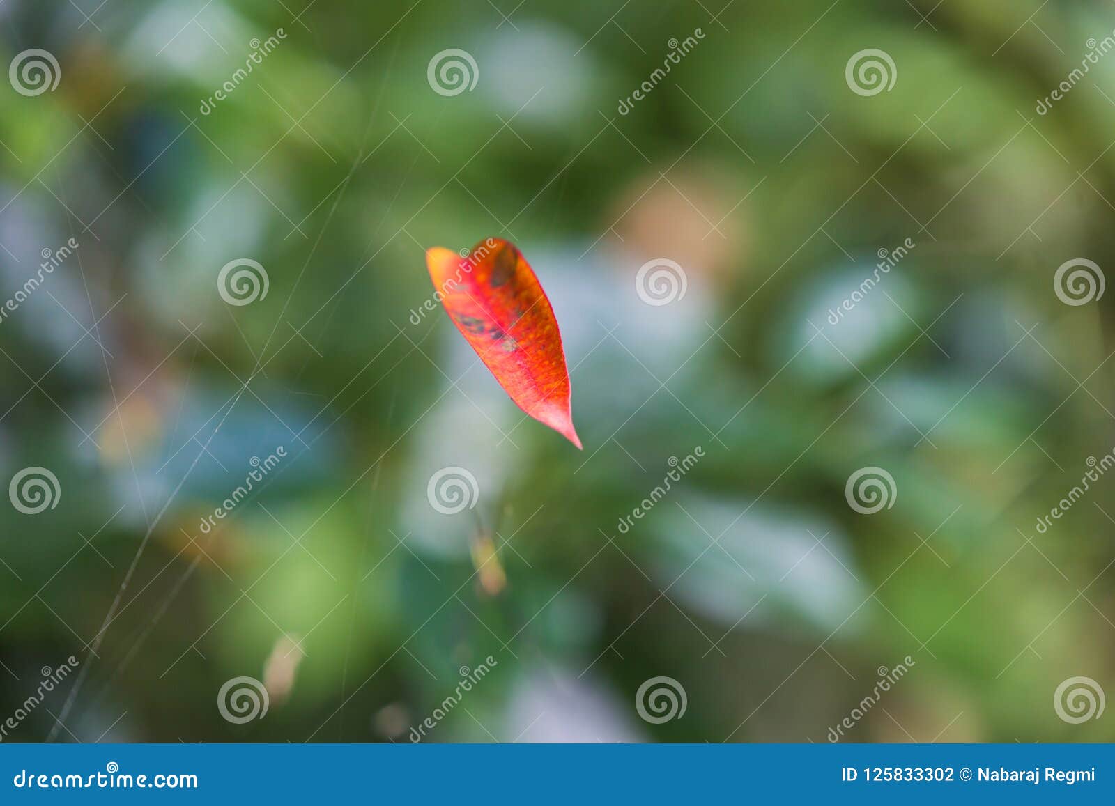Colorful Red leaf on a Web stock photo. Image of foliage - 125833302