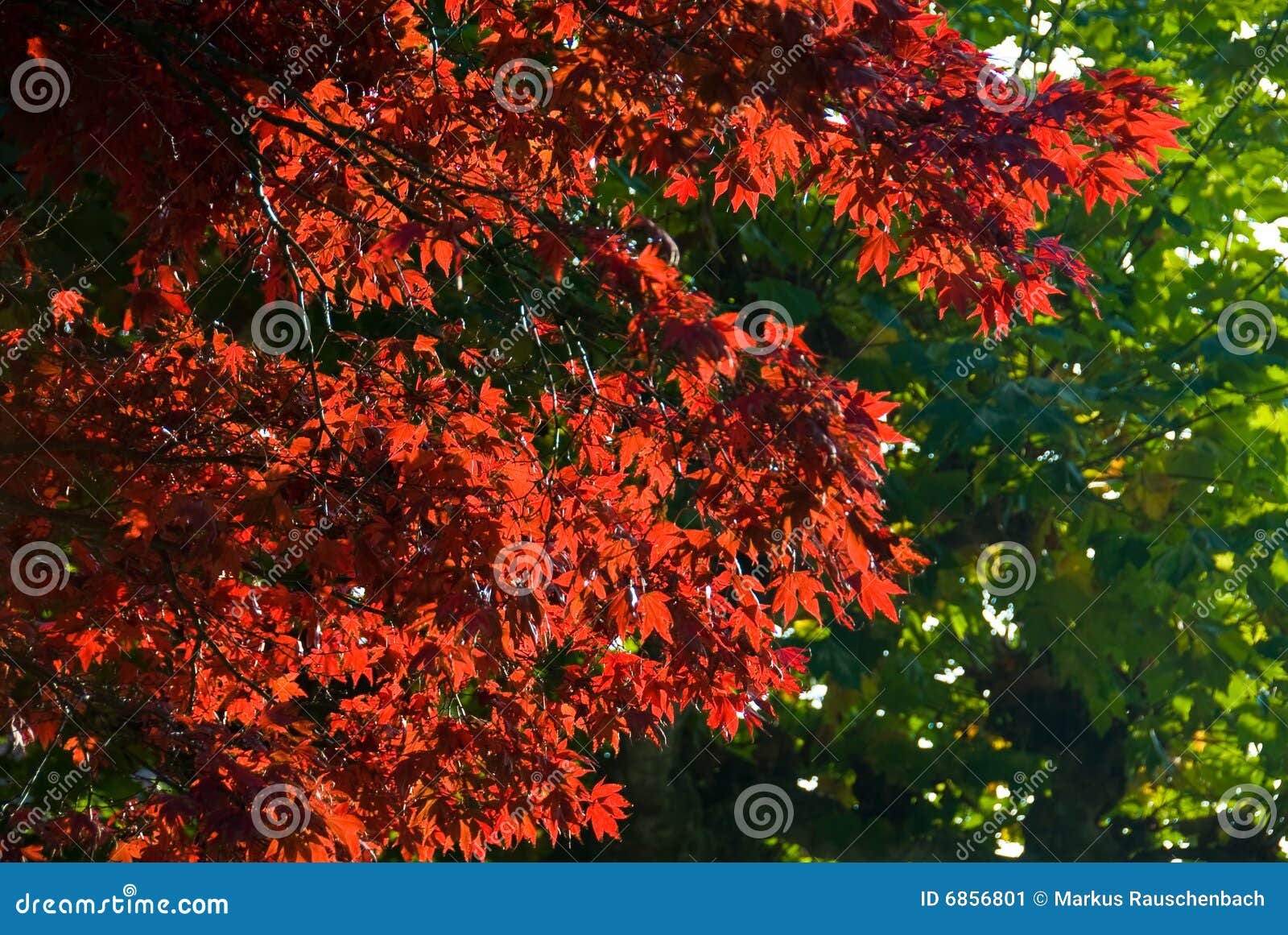 Colorful Red Leaves on Tree Stock Image - Image of colorful, beautiful ...
