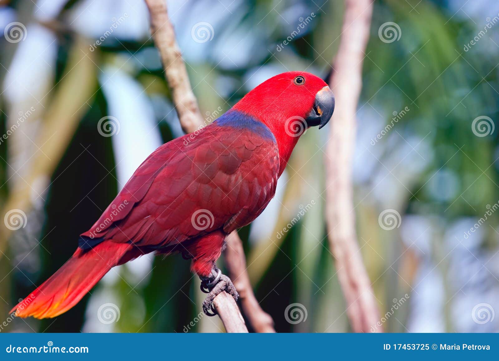 Colorful red parrot stock image. Image of family, colorful - 17453725