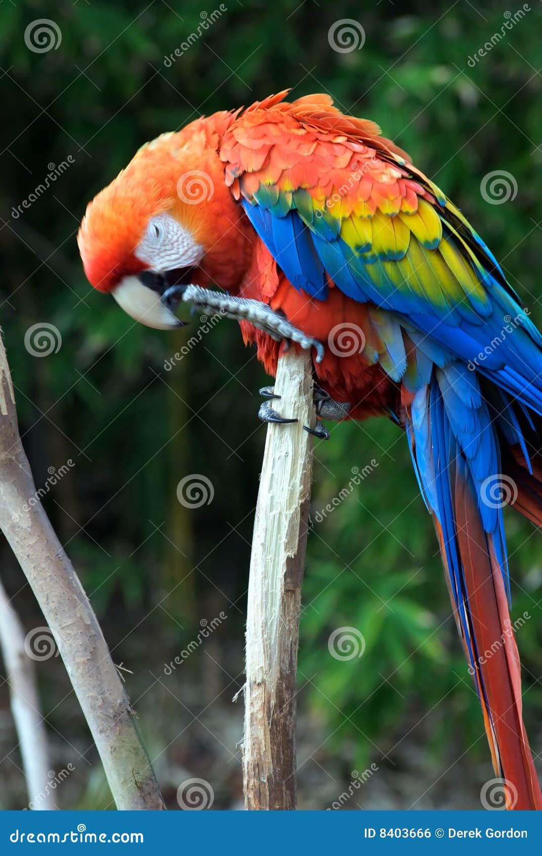 Colorful Red Parrot stock photo. Image of colorful, summer - 8403666