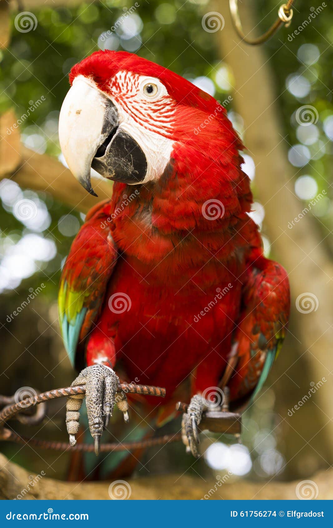 Colorful red parrot stock photo. Image of bird, feathers - 61756274