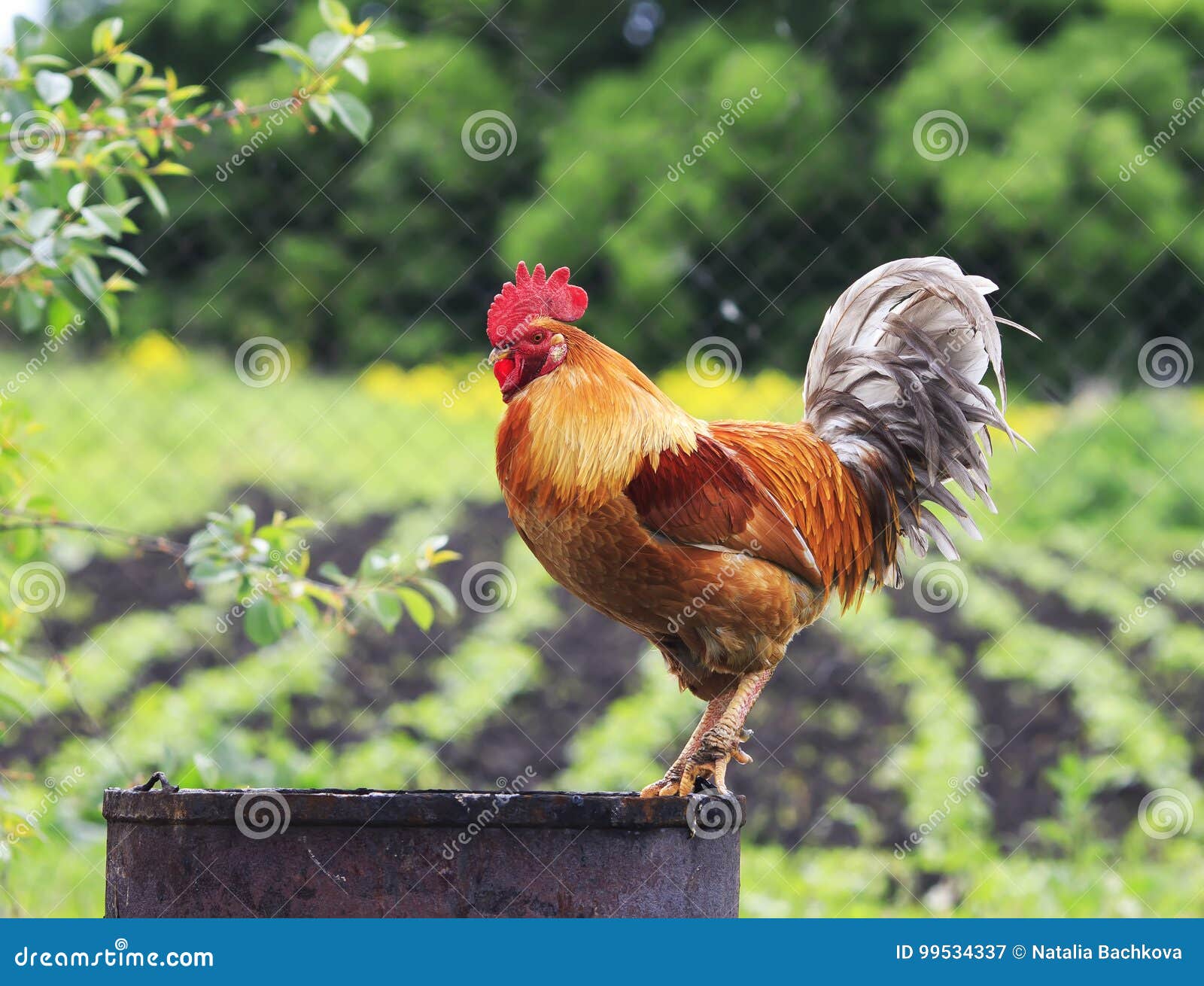 Colorful Red Rooster Stands High on the Backyard Farm Stock Image ...