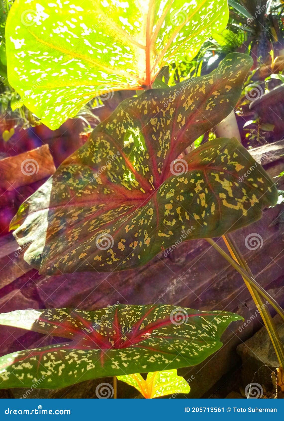 Colorful Red Star Kaladi Leaves Stock Image - Image of green, tree ...