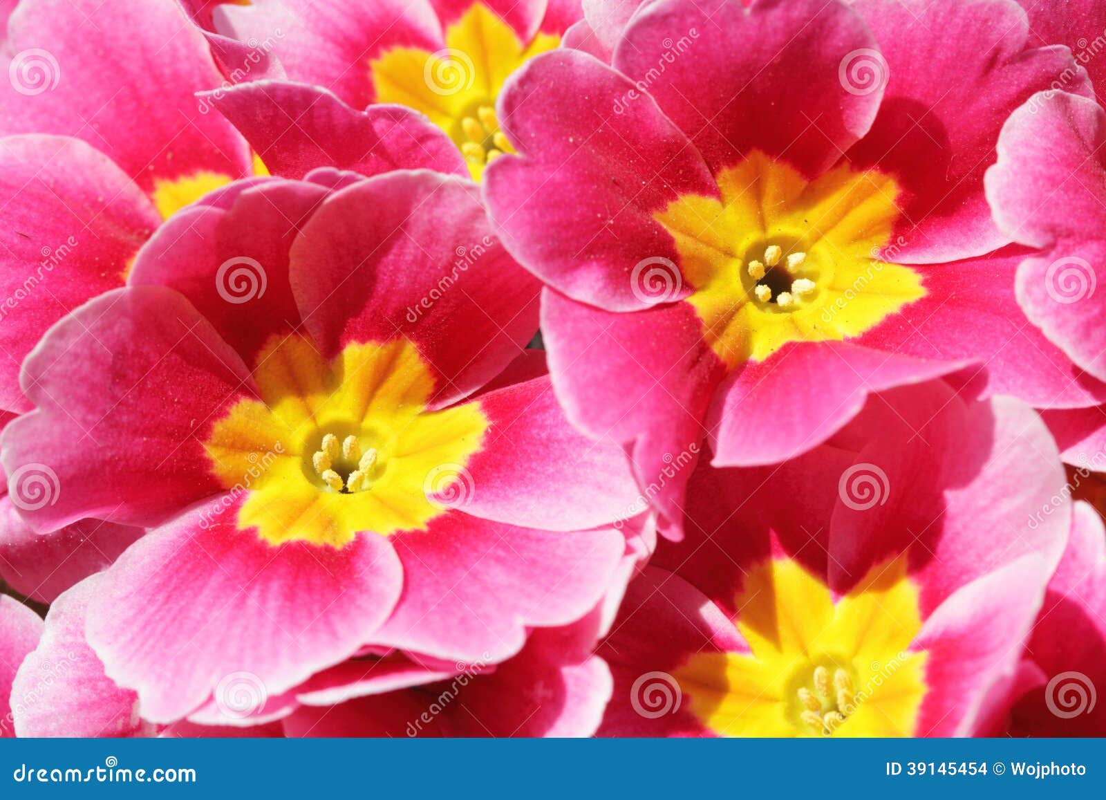 Colorful Red and Yellow Flowers in Spring Stock Photo - Image of ...