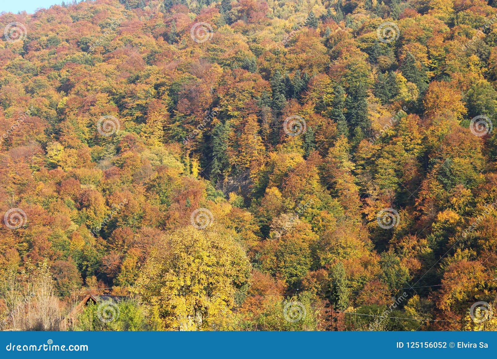 Colorful Red, Yellow, Green Forest in Autumn/fall Stock Photo - Image ...