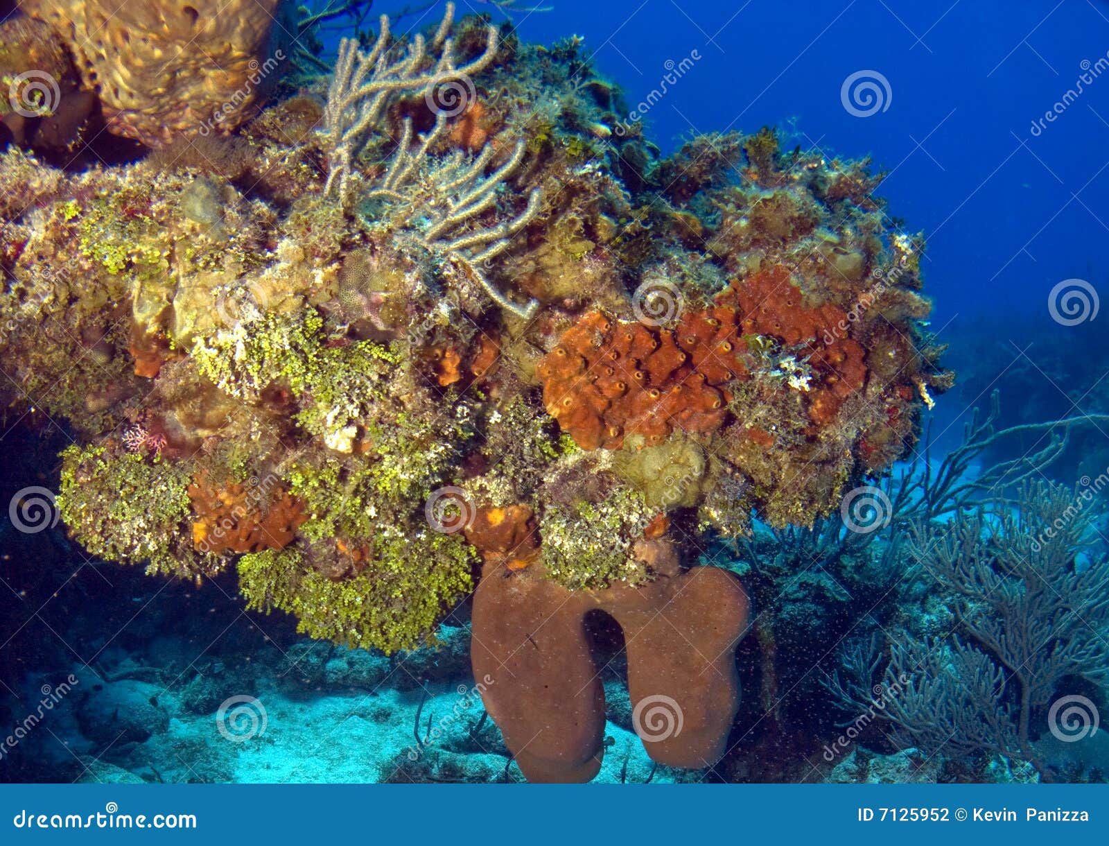 Colorful Reef Overhang stock photo. Image of reef, cayman - 7125952