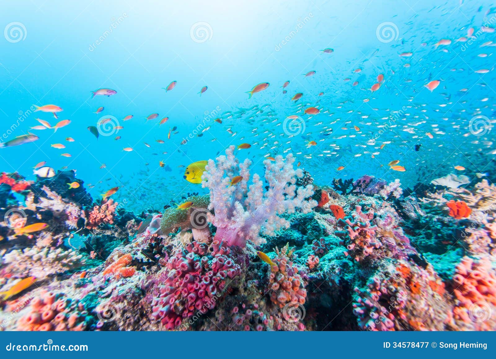 Colorful reef stock image. Image of destination, mask - 34578477