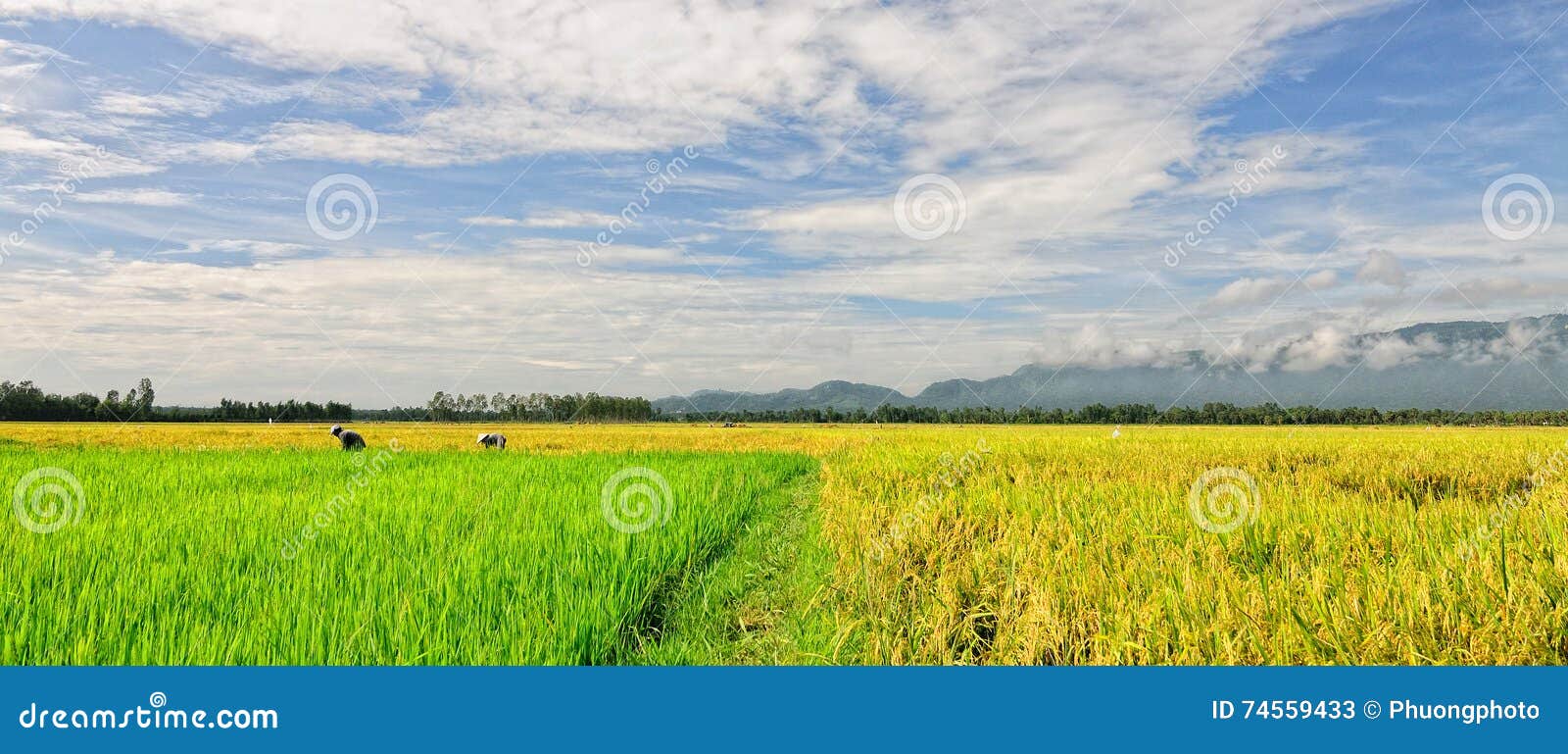 Colorful Rice Fields in Angiang, Vietnam Stock Image - Image of sunny ...