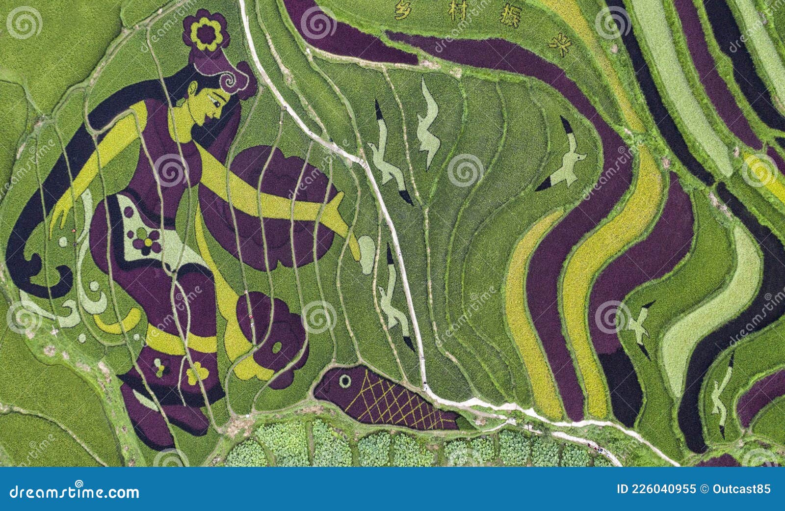 Colorful Rice Fields in Yunnan, China Editorial Image - Image of ...