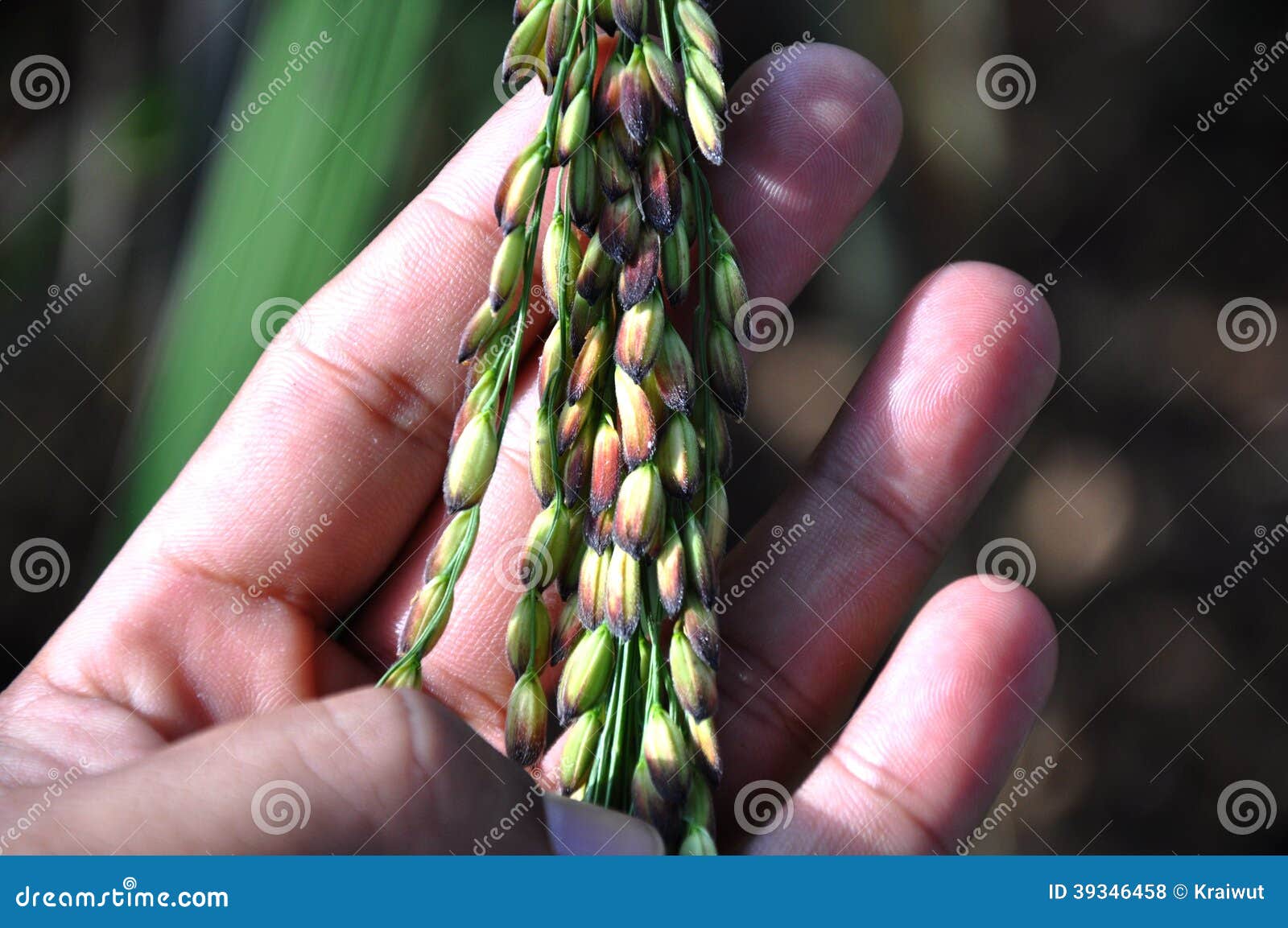 Colorful rice grain stock photo. Image of inspect, harvest - 39346458