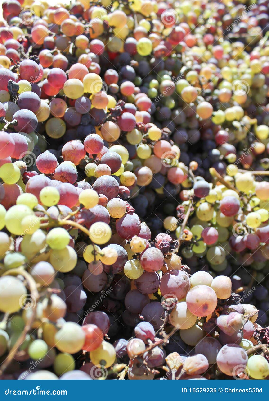 Colorful ripe grapes stock photo. Image of details, outside - 16529236