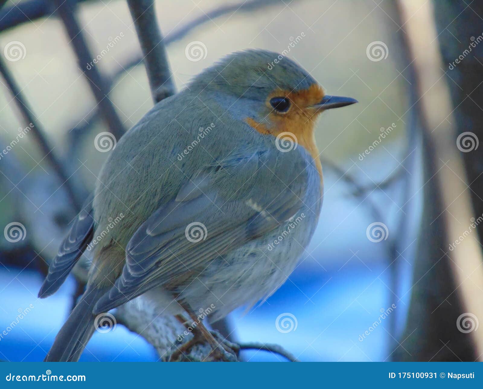 Colorful Robin Bird Sitting Stock Image - Image of lense, feather ...
