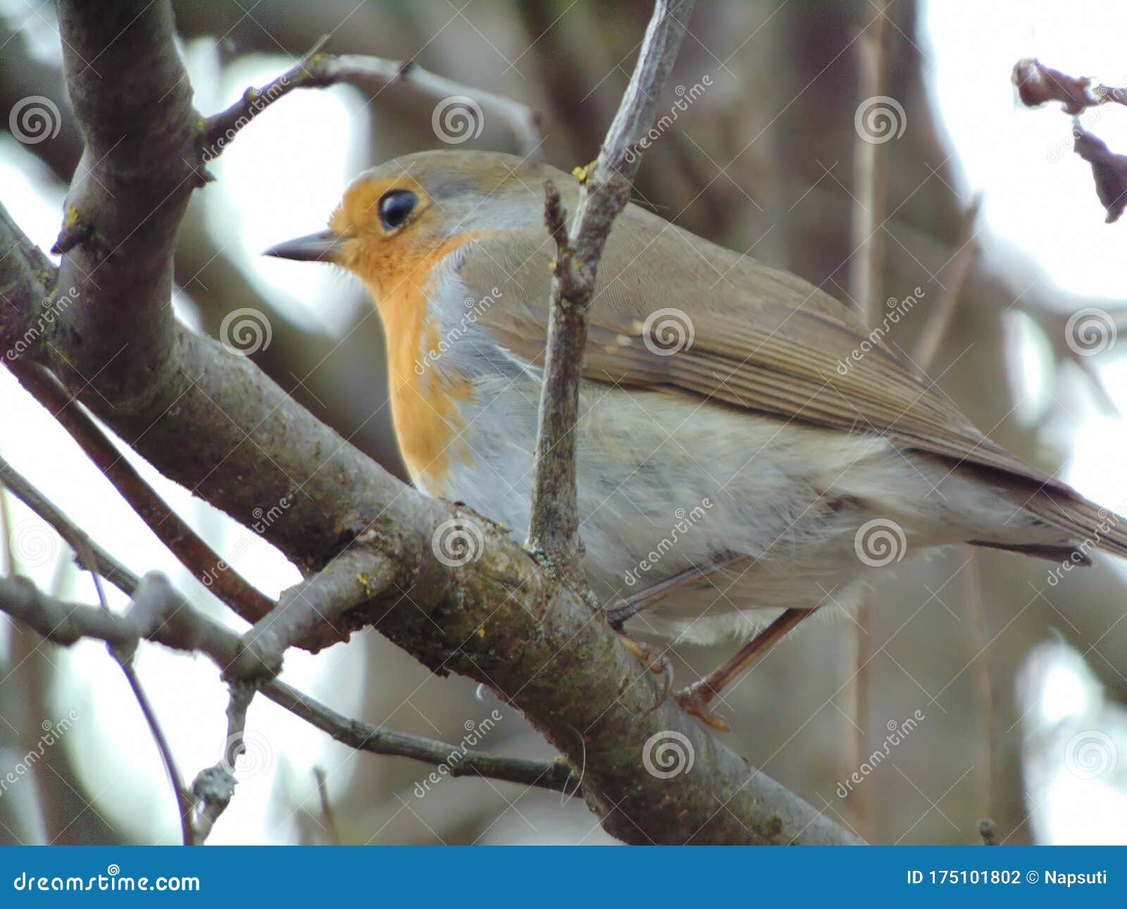 Colorful Robin Bird Sitting Stock Photo - Image of environment ...
